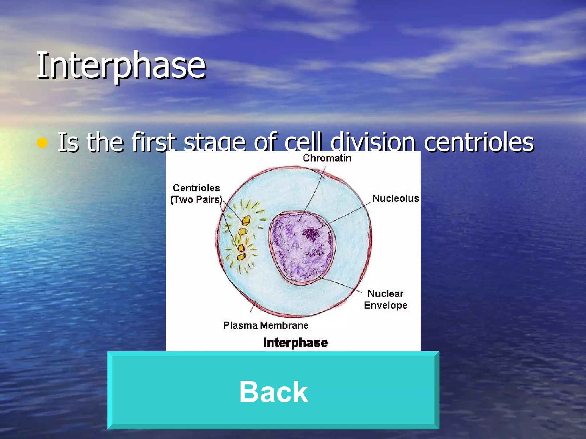 Cell Cycle | PPT
