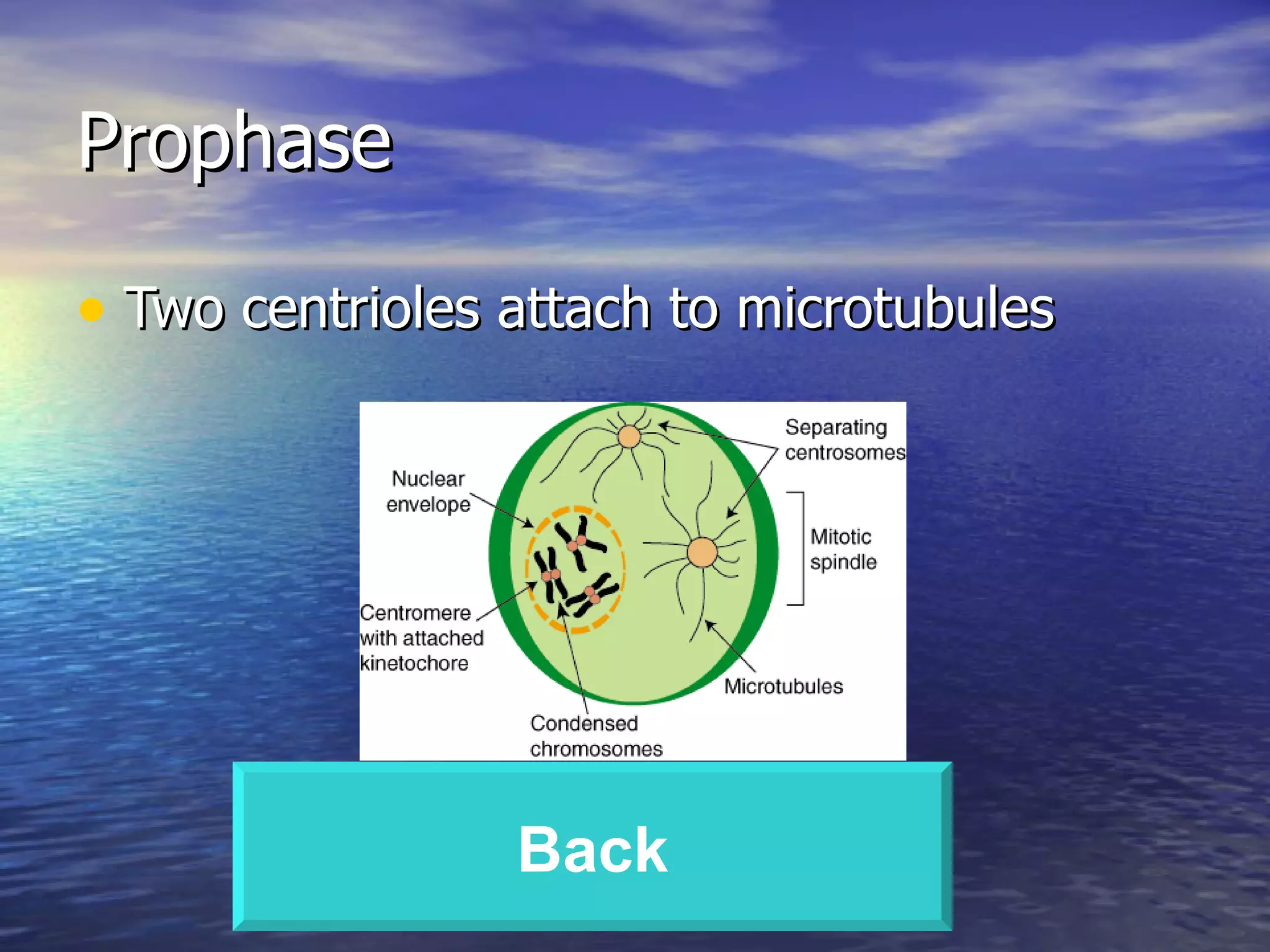 Cell Cycle | PPT | Biological Sciences | Science