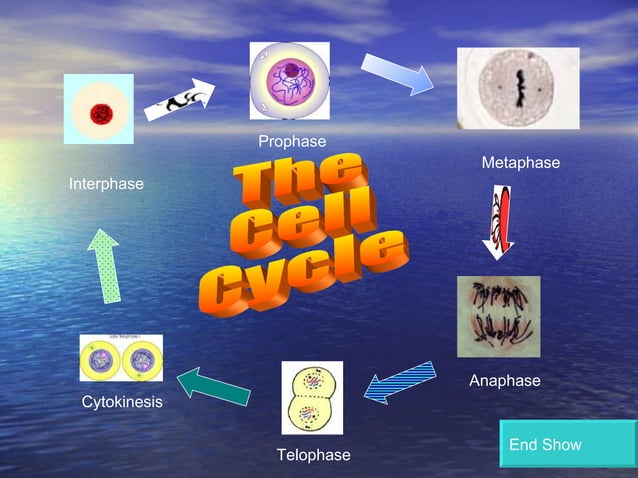 Cell Cycle | PPT | Biological Sciences | Science