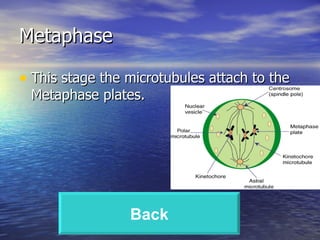 Cell Cycle | PPT | Biological Sciences | Science