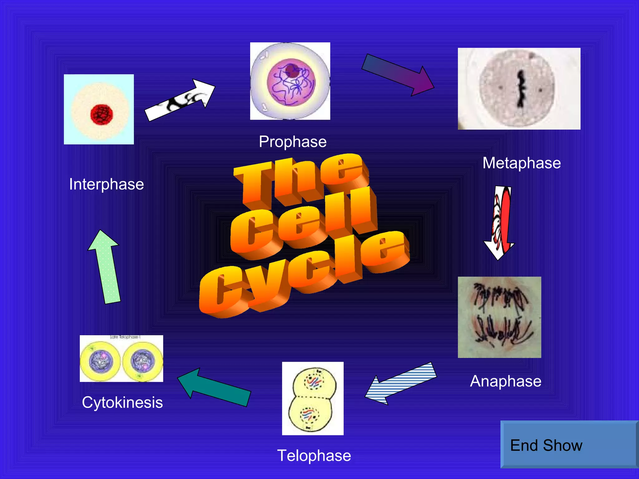 Cell Cycle | PPT