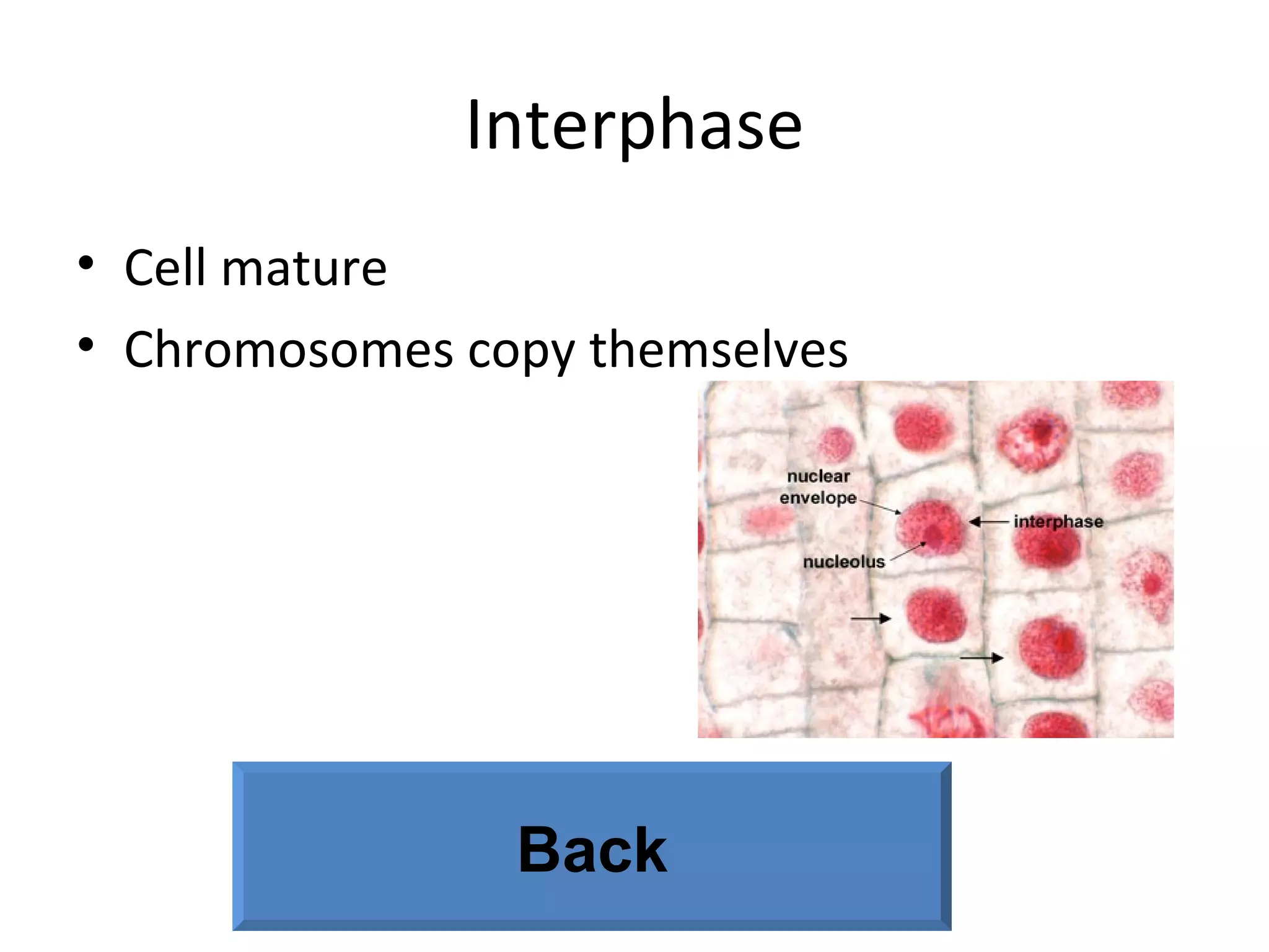 Cell Cycle | PPT