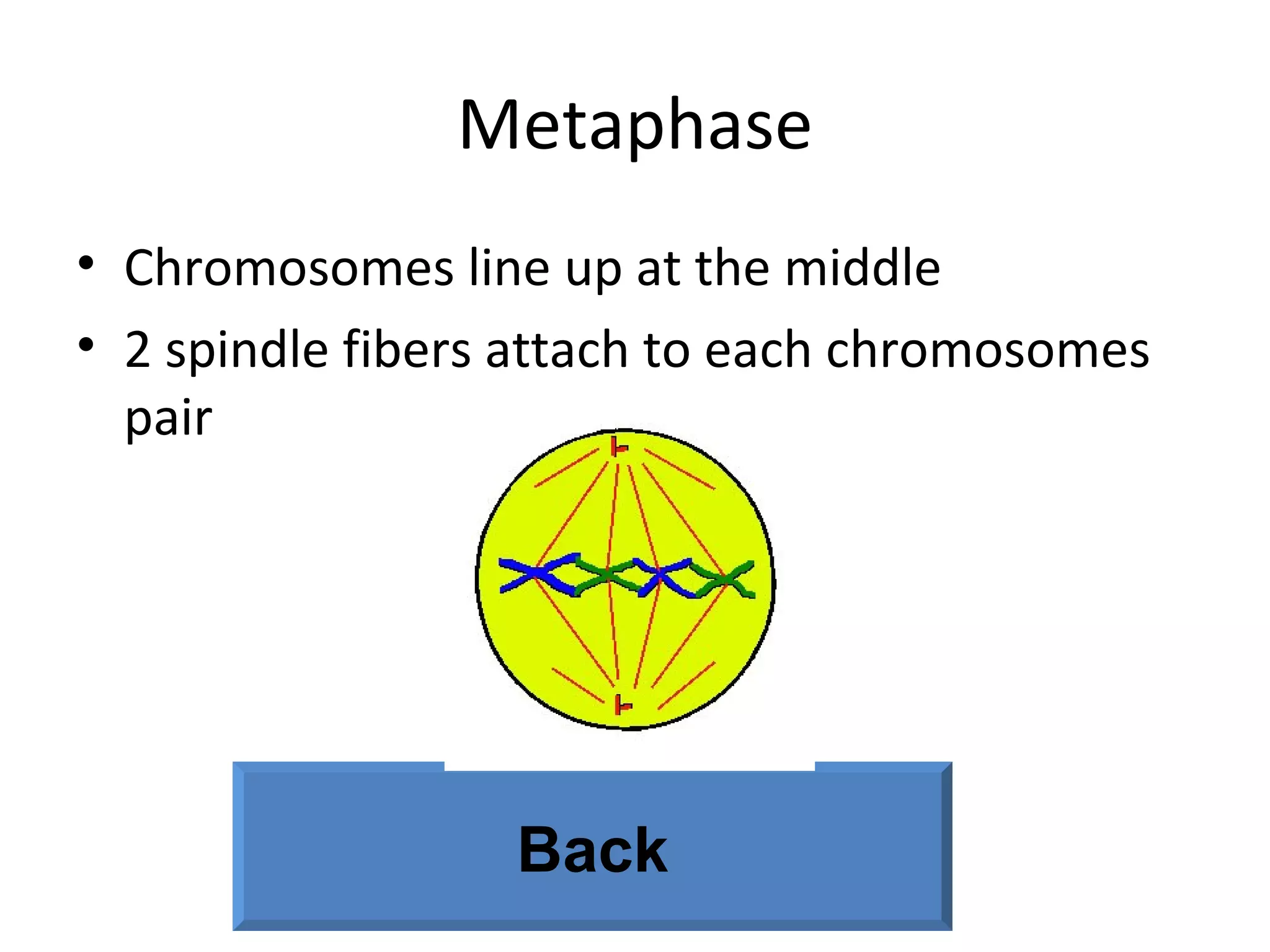 Cell Cycle | PPT