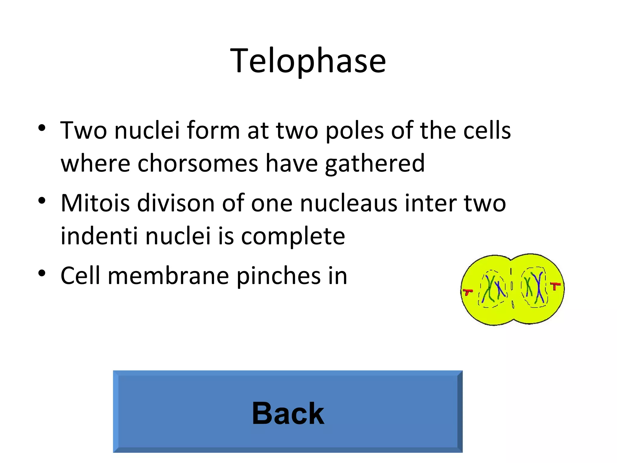 Cell Cycle | PPT