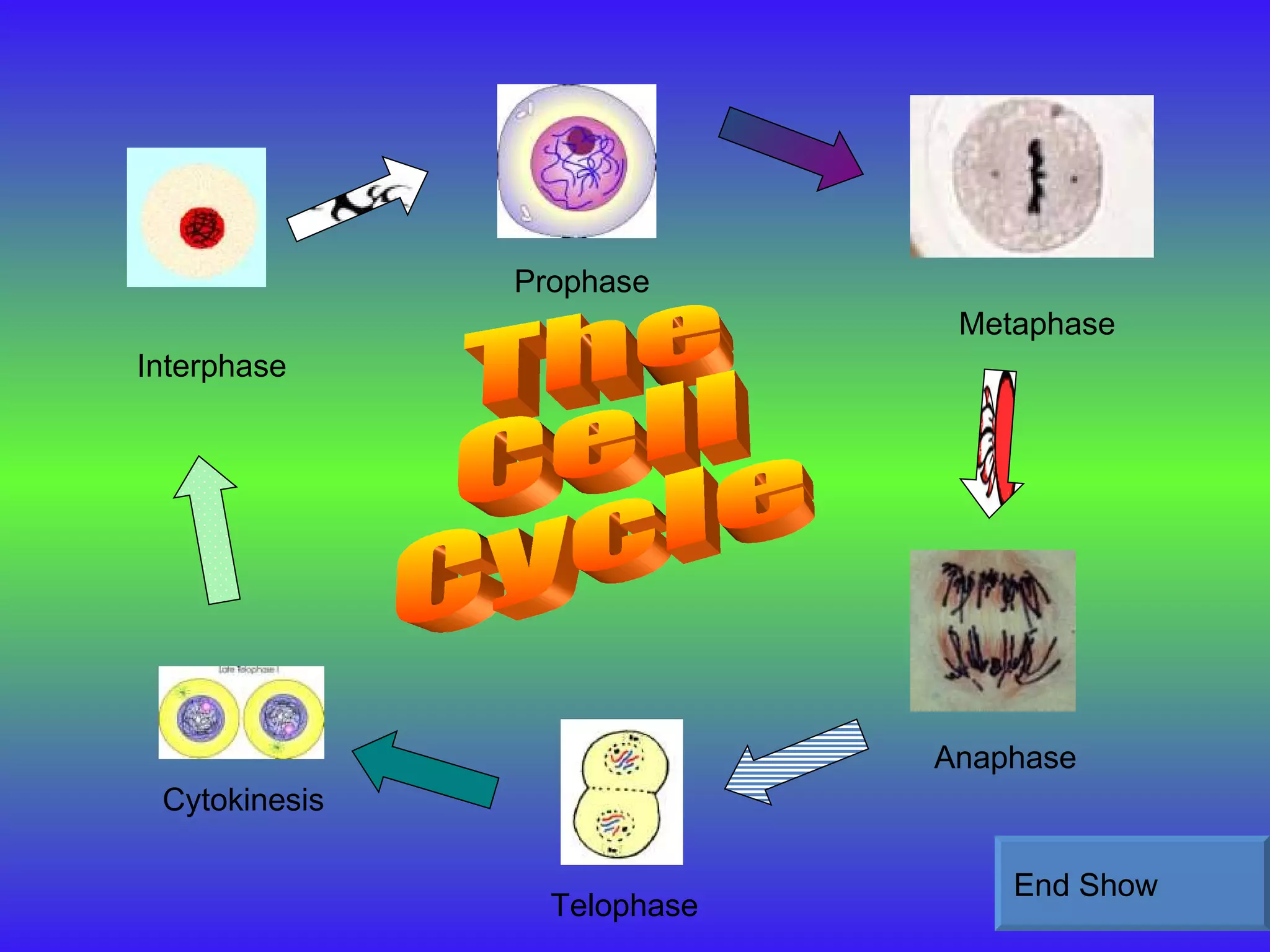 Cell Cycle | PPT