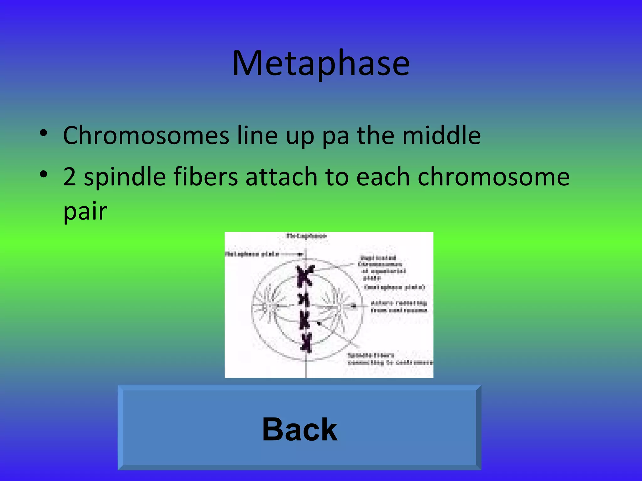 Cell Cycle | PPT