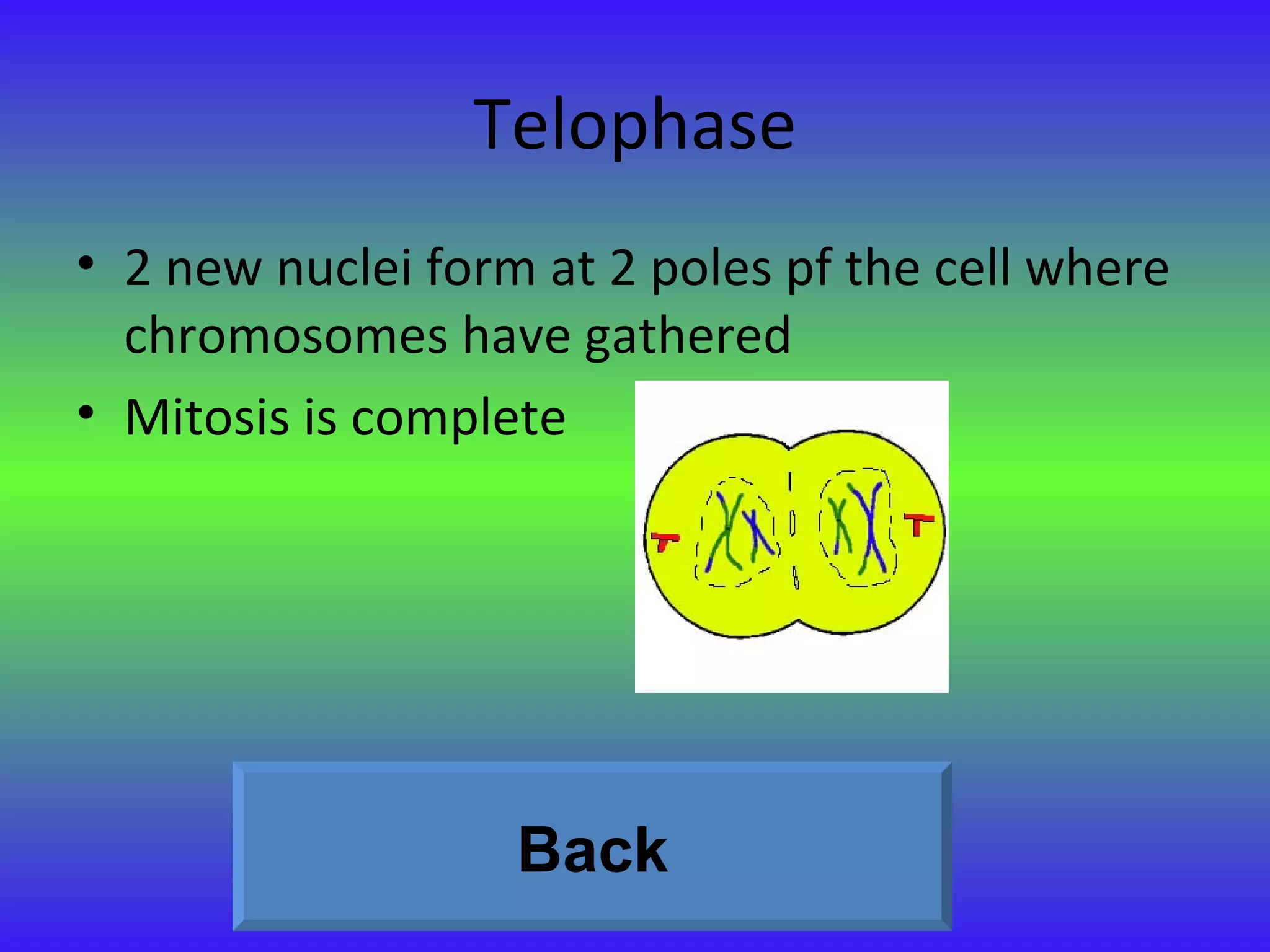 Cell Cycle | PPT