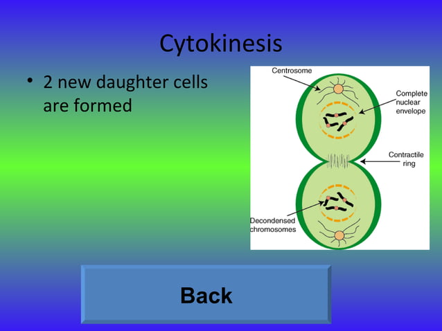 Cell Cycle | PPT