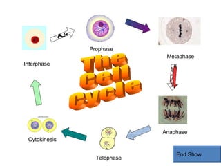 Cell Cycle | PPT