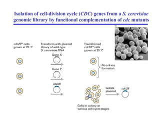 Cellcycle | PPT