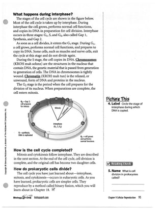 Cell cycle | PDF | Biological Sciences | Science