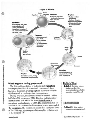 Cell cycle | PDF | Biological Sciences | Science