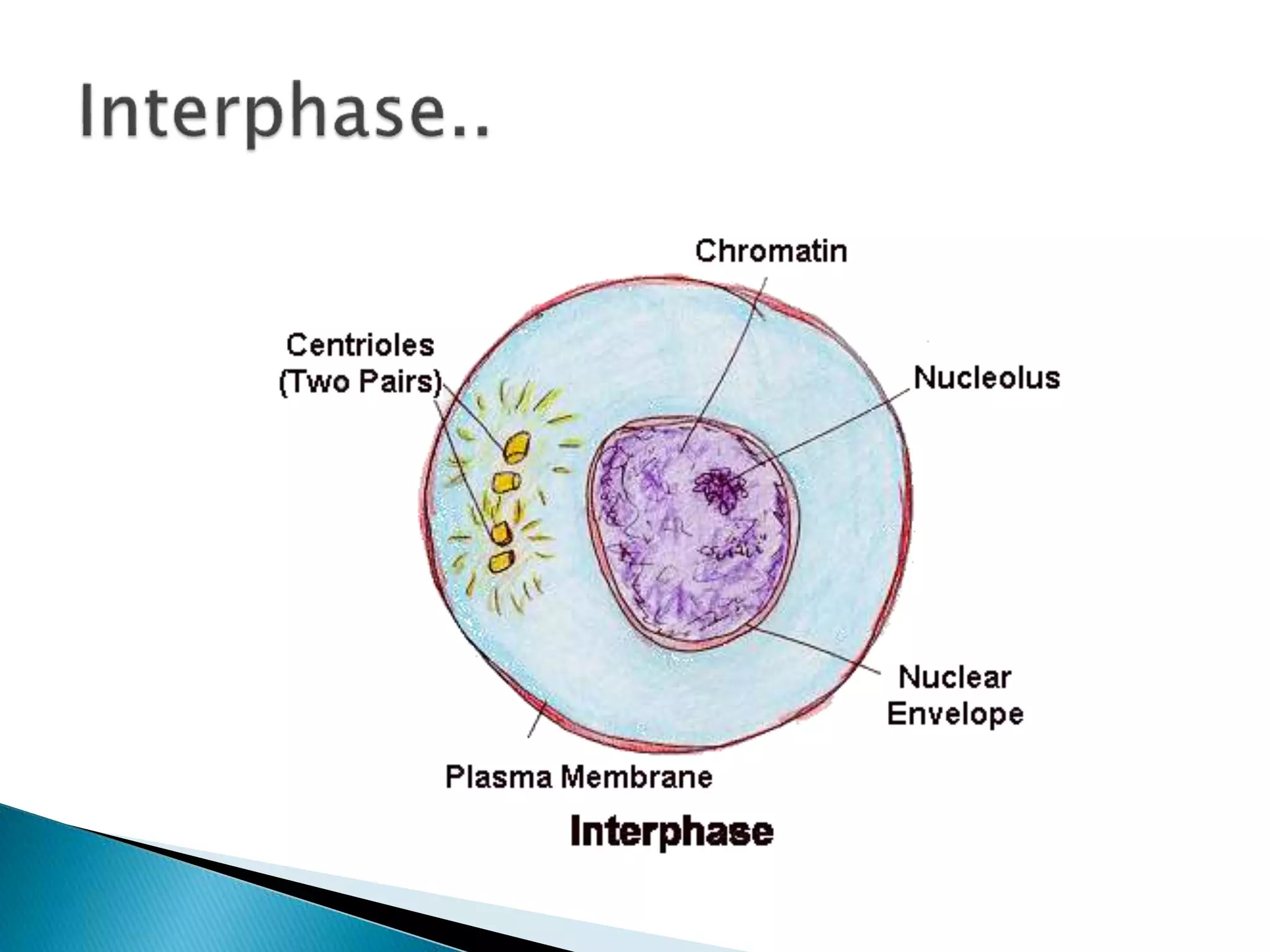 Cell Cycle and Cell Division | PPTX