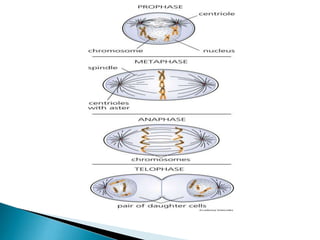 Cell Cycle and Cell Division | PPTX