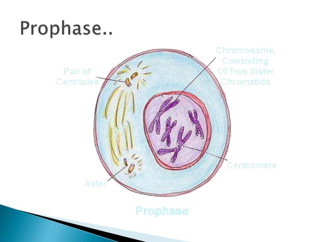 Cell Cycle and Cell Division | PPT