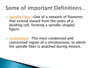 Spindle Fibers Definition