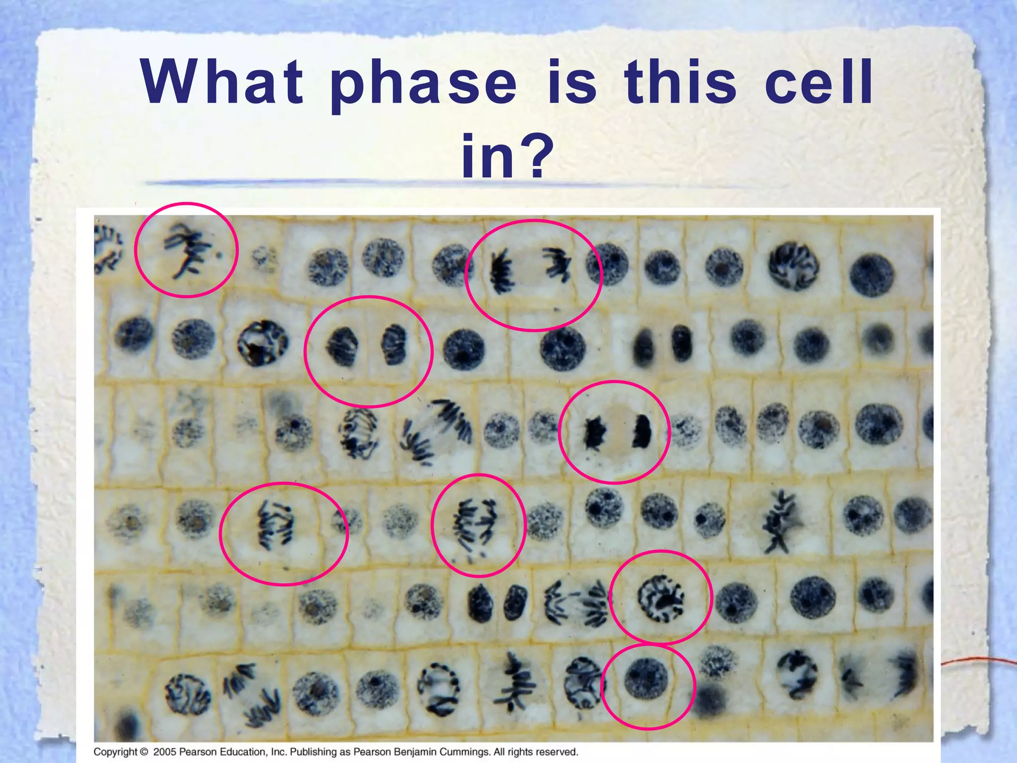 AP Bio Ch. 12, Cell cycle | PPT