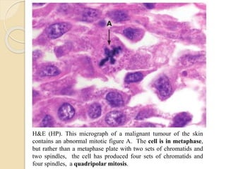 Cell cycle (Without Mieosis) | PPTX | Biological Sciences | Science