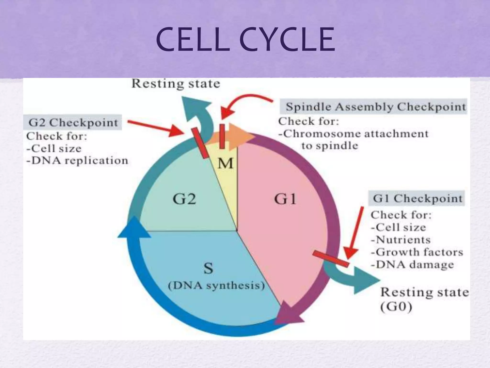 Cell cycle | PPTX