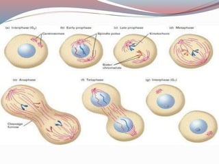 Cell cycle and control of cell division. | PPTX