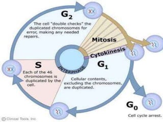 Cell cycle and control of cell division. | PPT