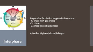 Cell cycle - Stem Schools - Omar Nabel | PPT