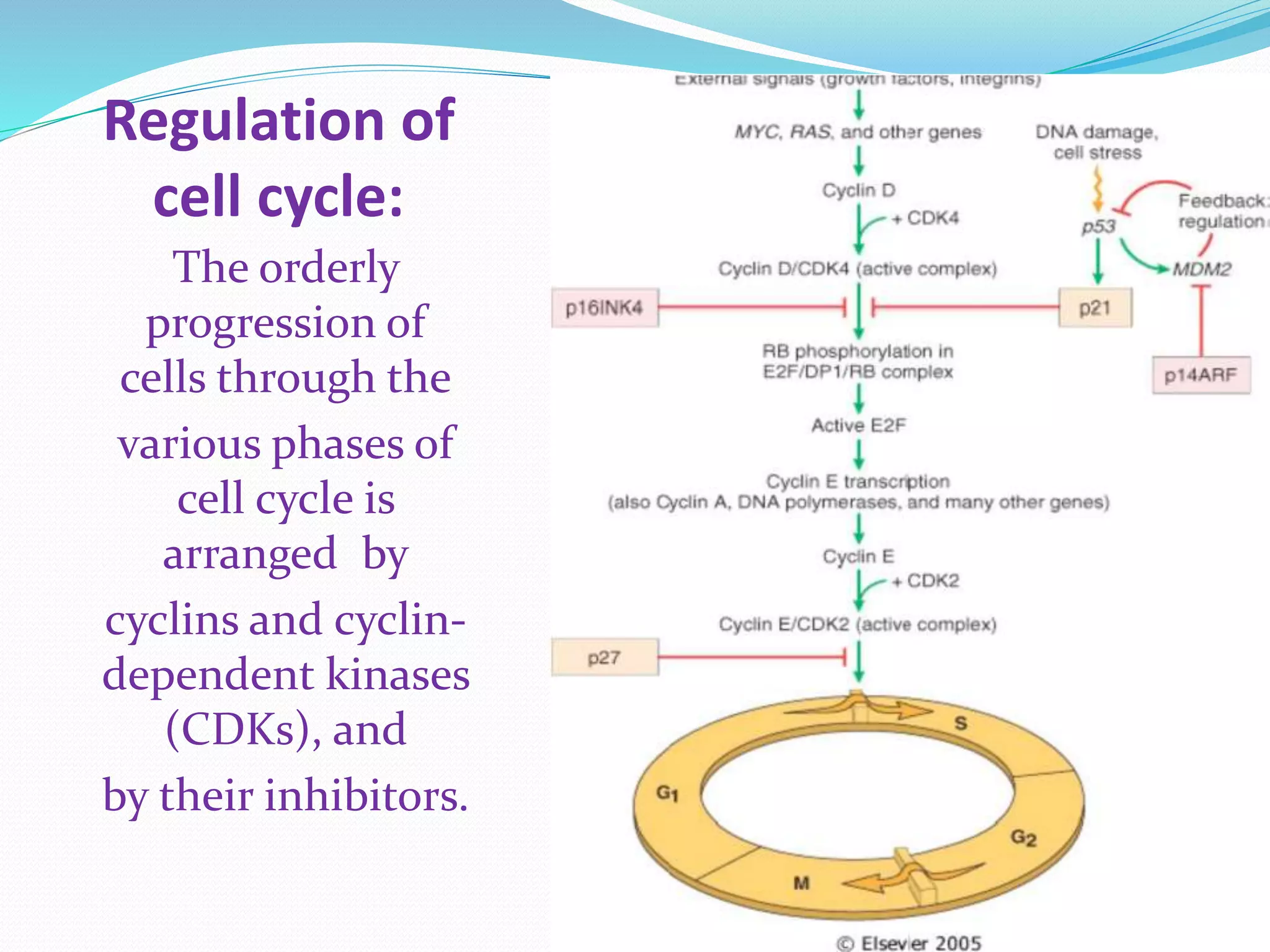Cell cycle,growth regulation ,molecular basis of cancer by dr.Tasnim | PPTX