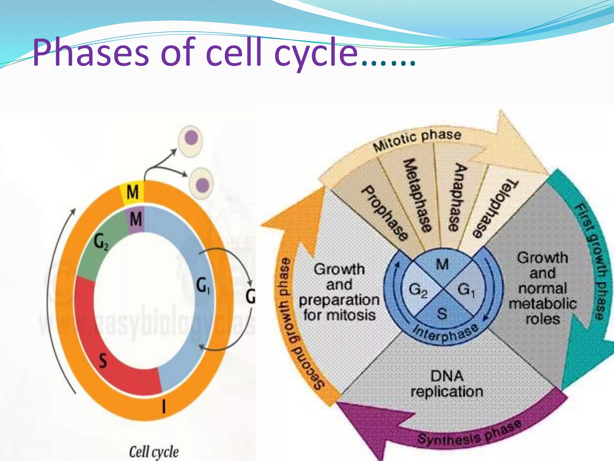 Cell cycle,growth regulation ,molecular basis of cancer by dr.Tasnim | PPTX