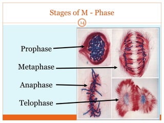 Cell cycle | PPTX