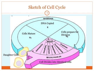 Cell cycle | PPTX