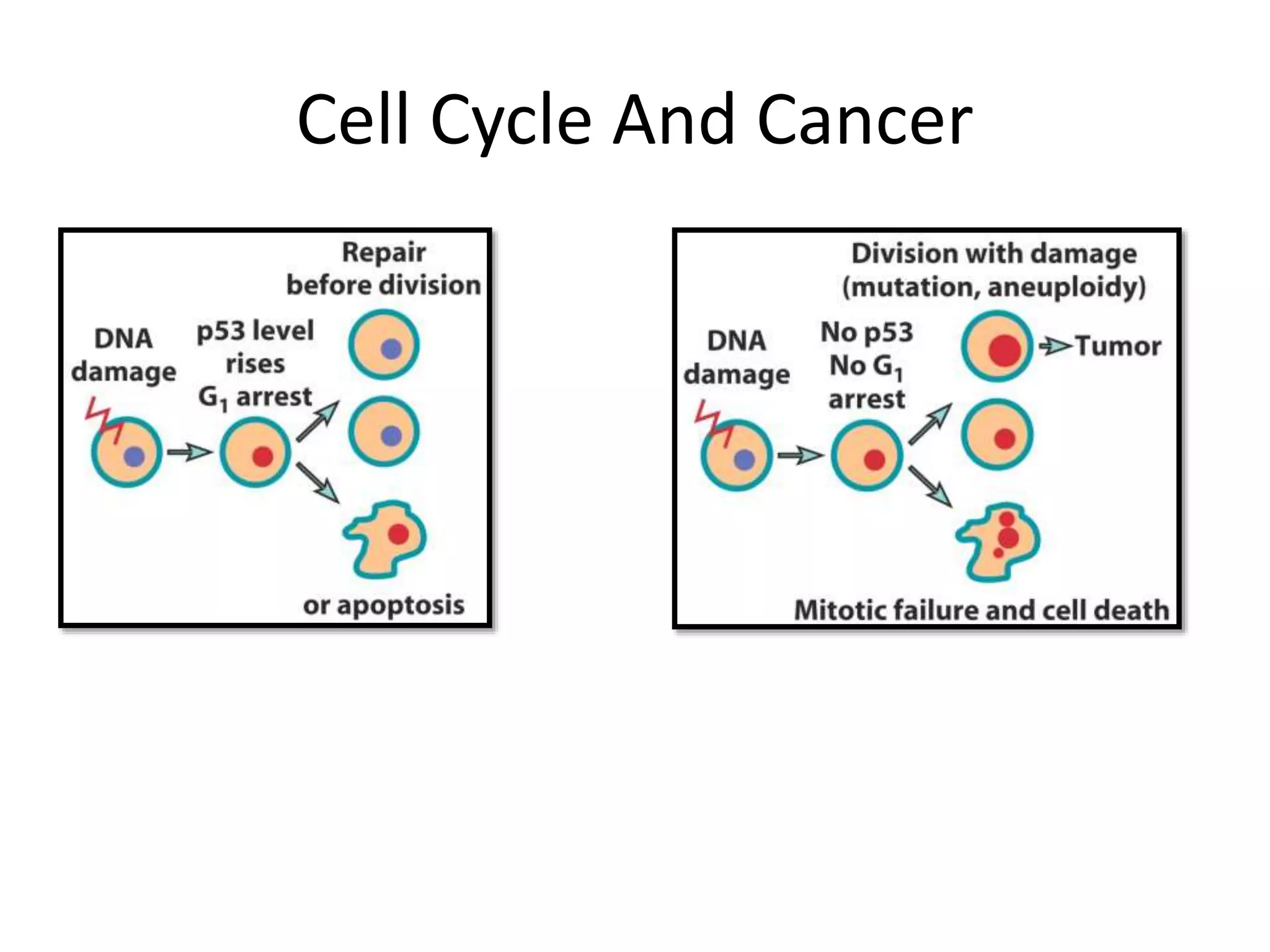 Cell cycle and tumor kinetics | PPTX