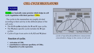 Cell cycle | PPTX