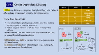Cell cycle | PPTX