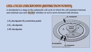 Cell cycle | PPTX