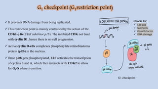 Cell cycle | PPTX