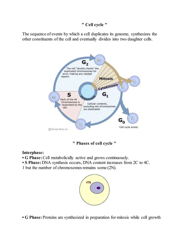 Cell cycle | PDF