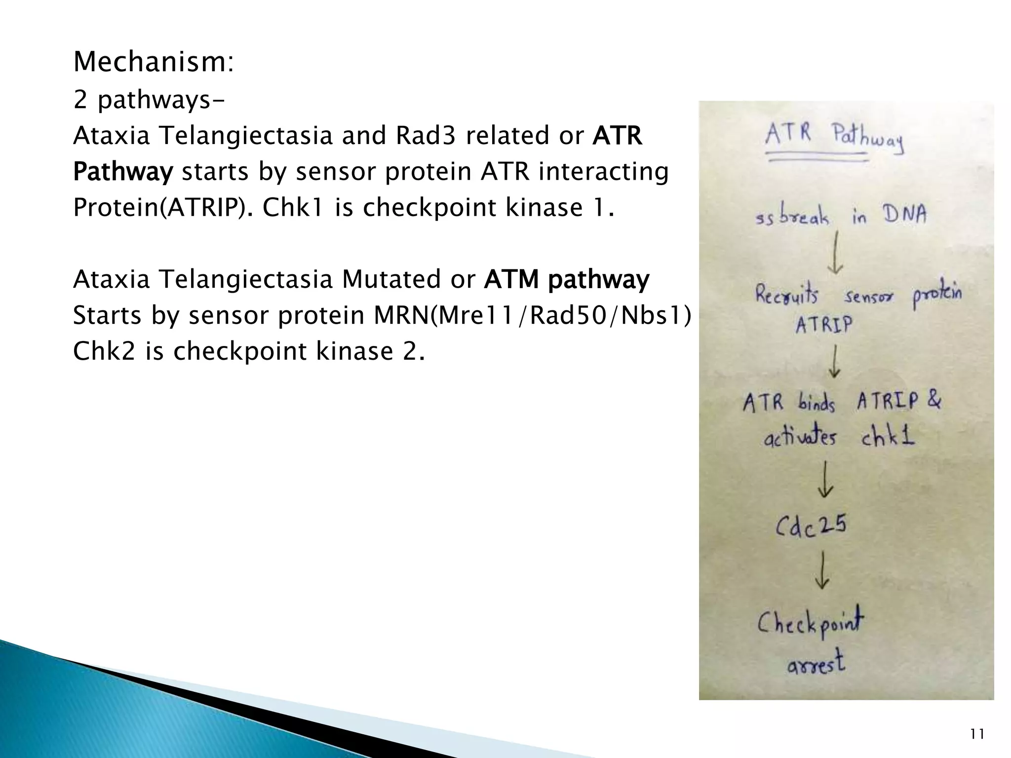 Cell cycle regulation and checkpoints | PPTX