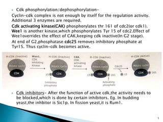 Cell cycle regulation and checkpoints | PPTX