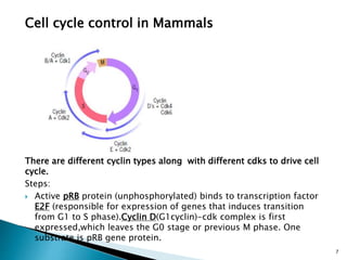Cell cycle regulation and checkpoints | PPTX