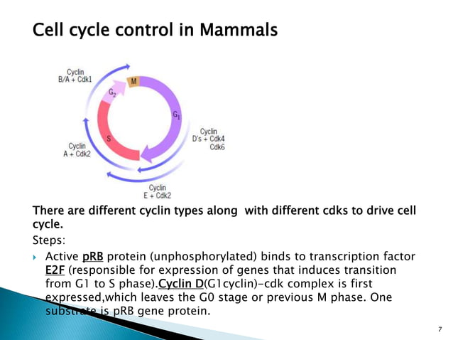 Cell cycle regulation and checkpoints | PPTX