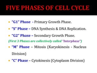 Cell Cycle | PPTX