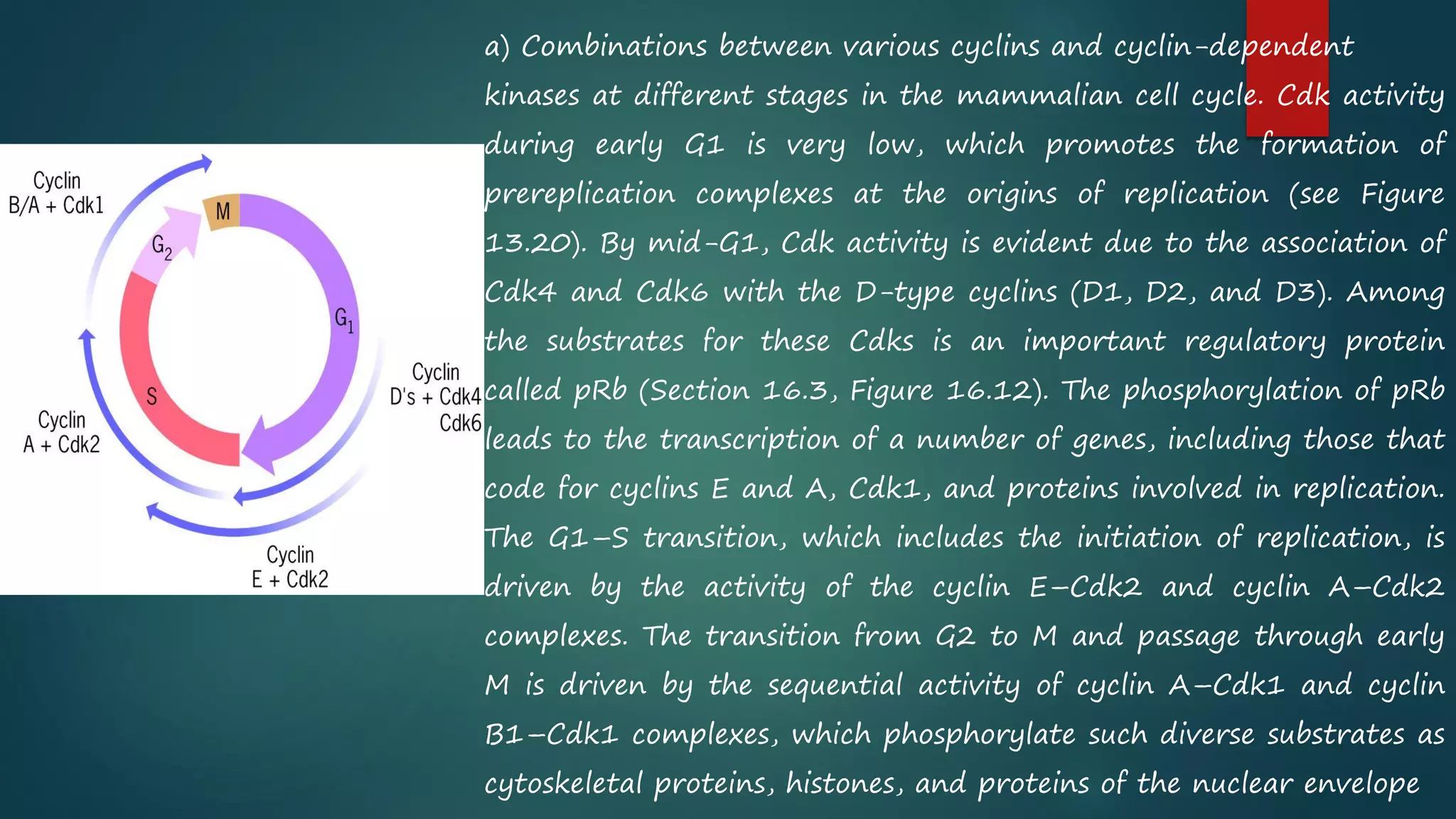 Cell cycle and Check points | PDF