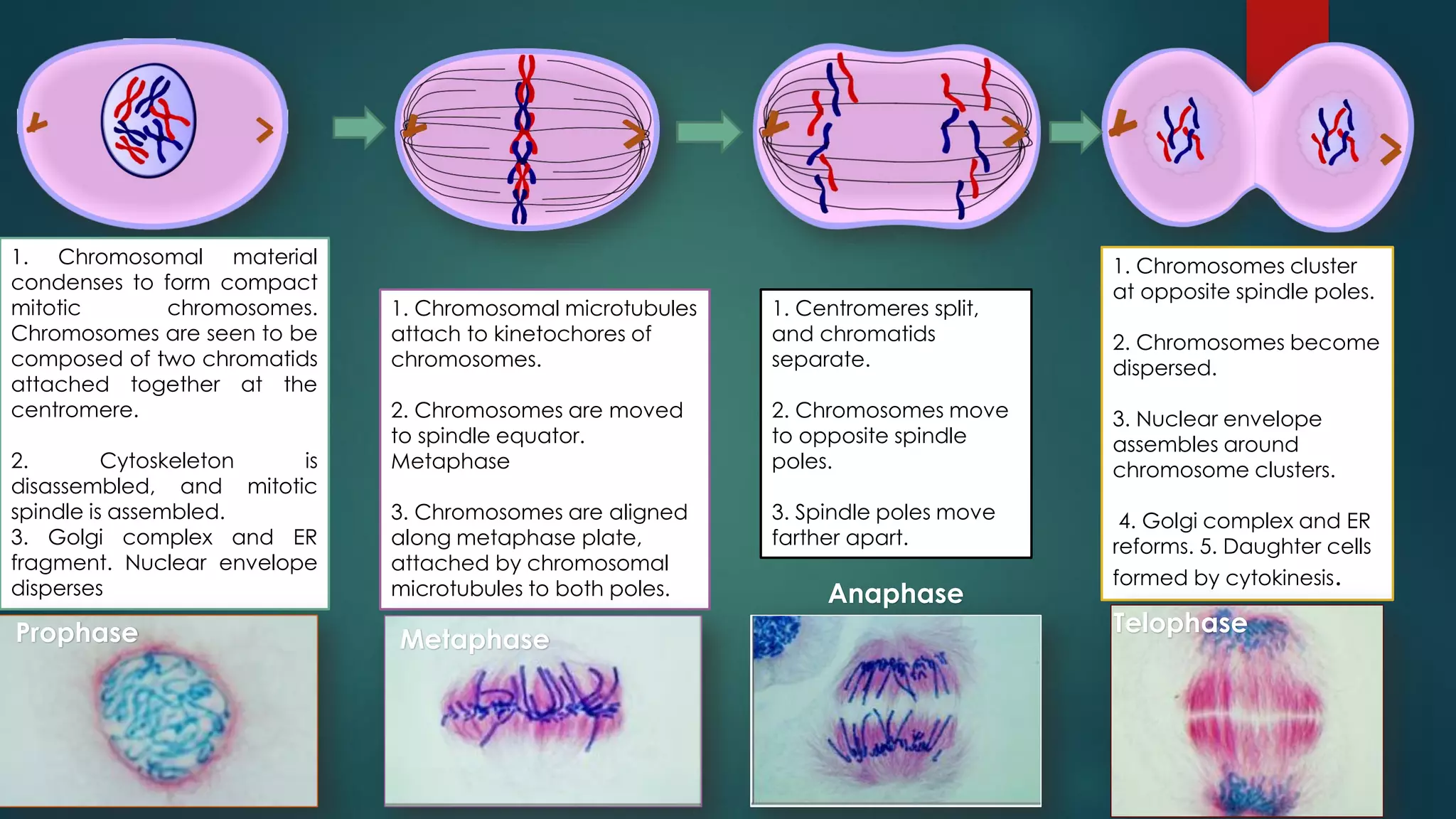 Cell cycle and Check points | PDF