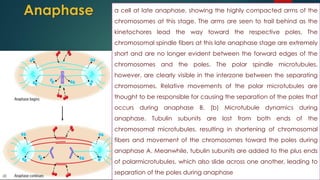 Cell cycle and Check points | PDF
