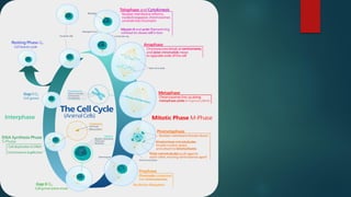 Cell cycle and Check points | PDF