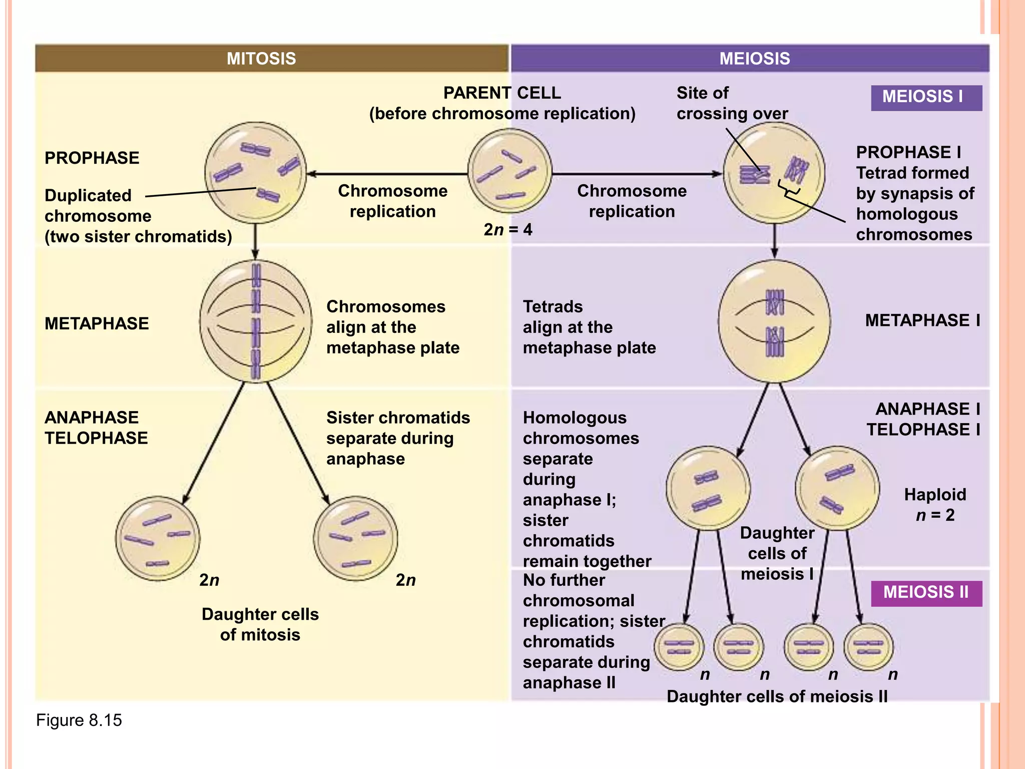 Cell cycle | PPTX | Biological Sciences | Science