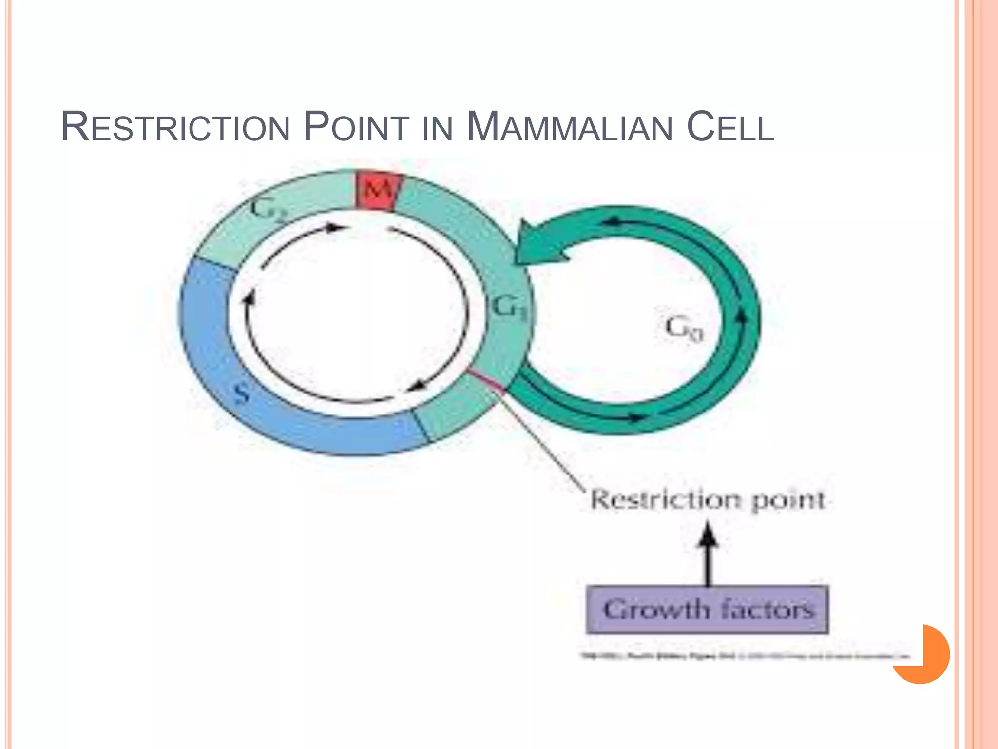 Cell cycle | PPTX | Biological Sciences | Science