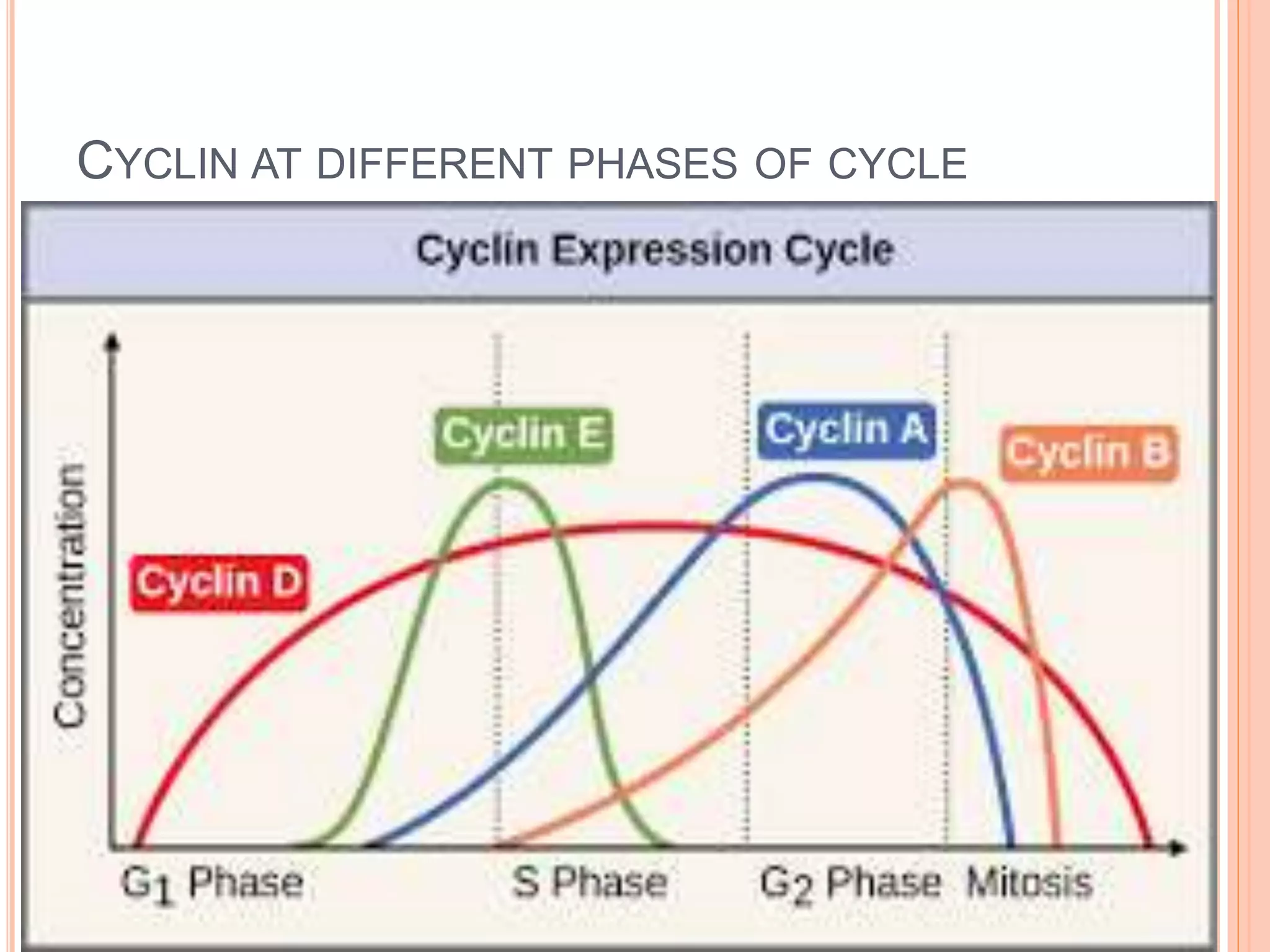 Cell cycle | PPTX | Biological Sciences | Science