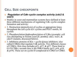 Cell cycle | PPT