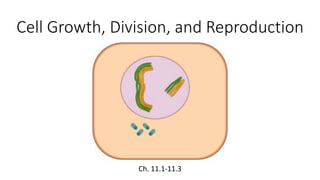 Cell cycle | PPT